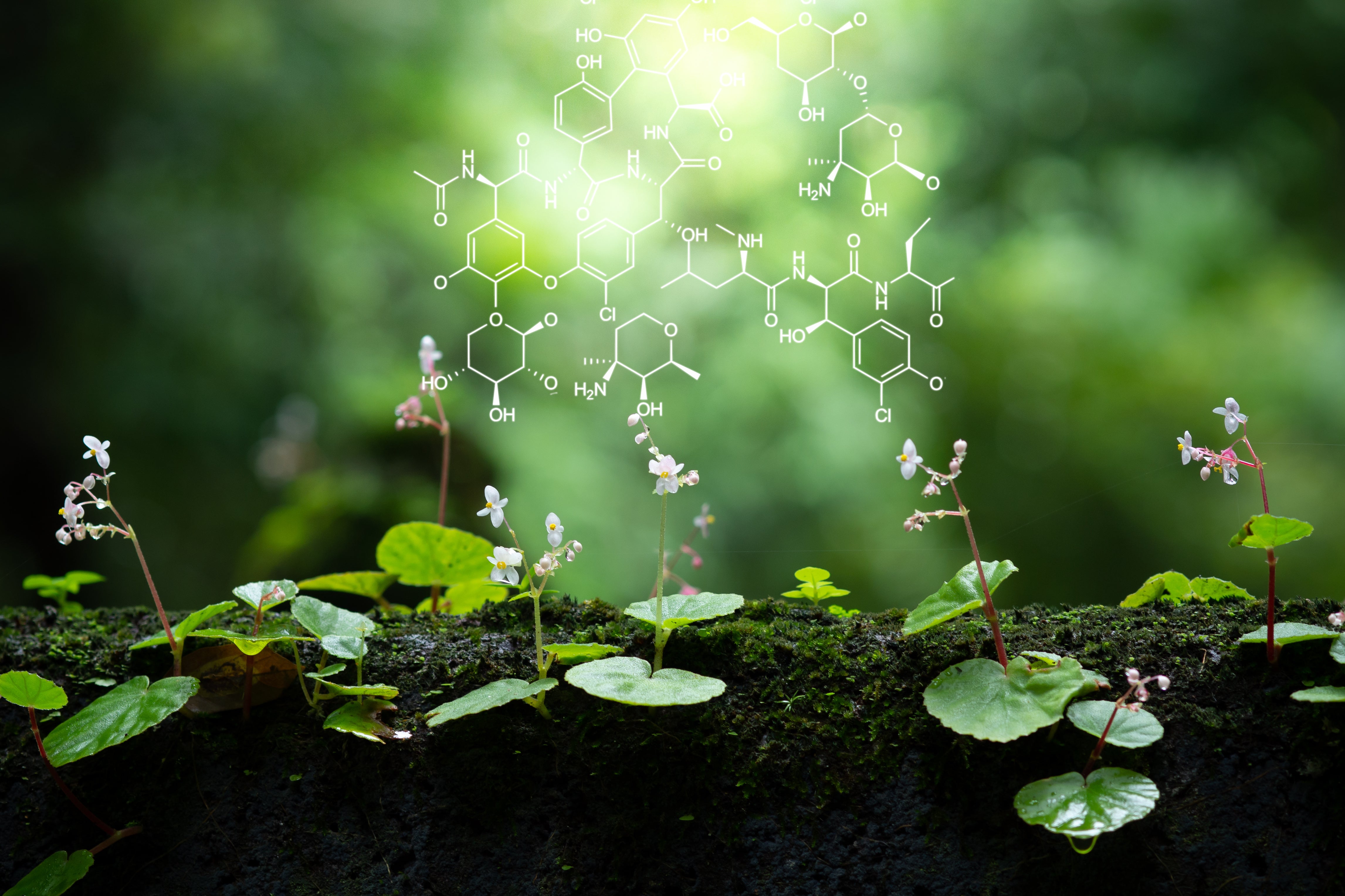The Chemistry Behind Photosynthesis: Fueling Life on Earth – Real ...
